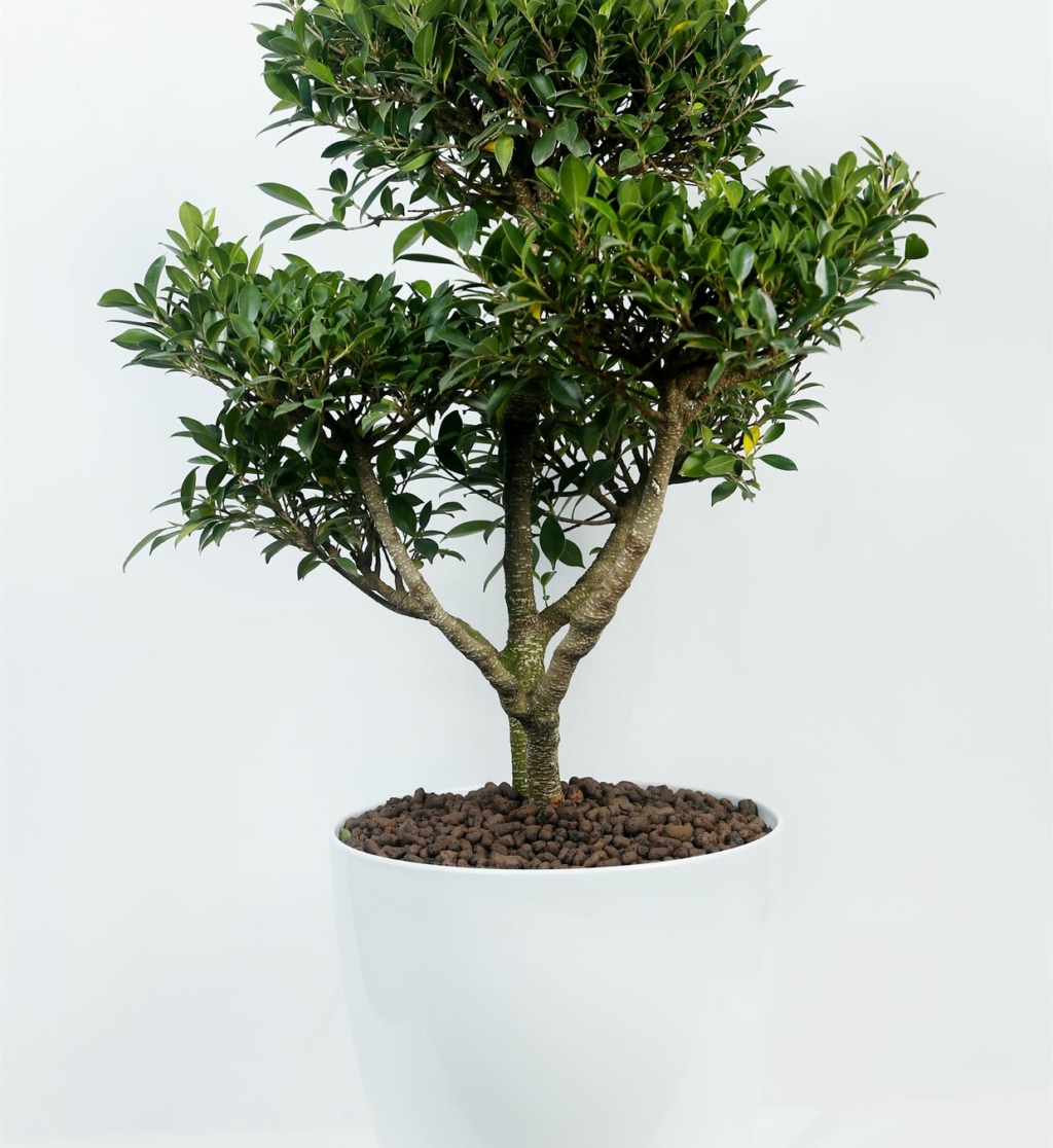 Ficus microcarpa dwarf – Garden Buddy